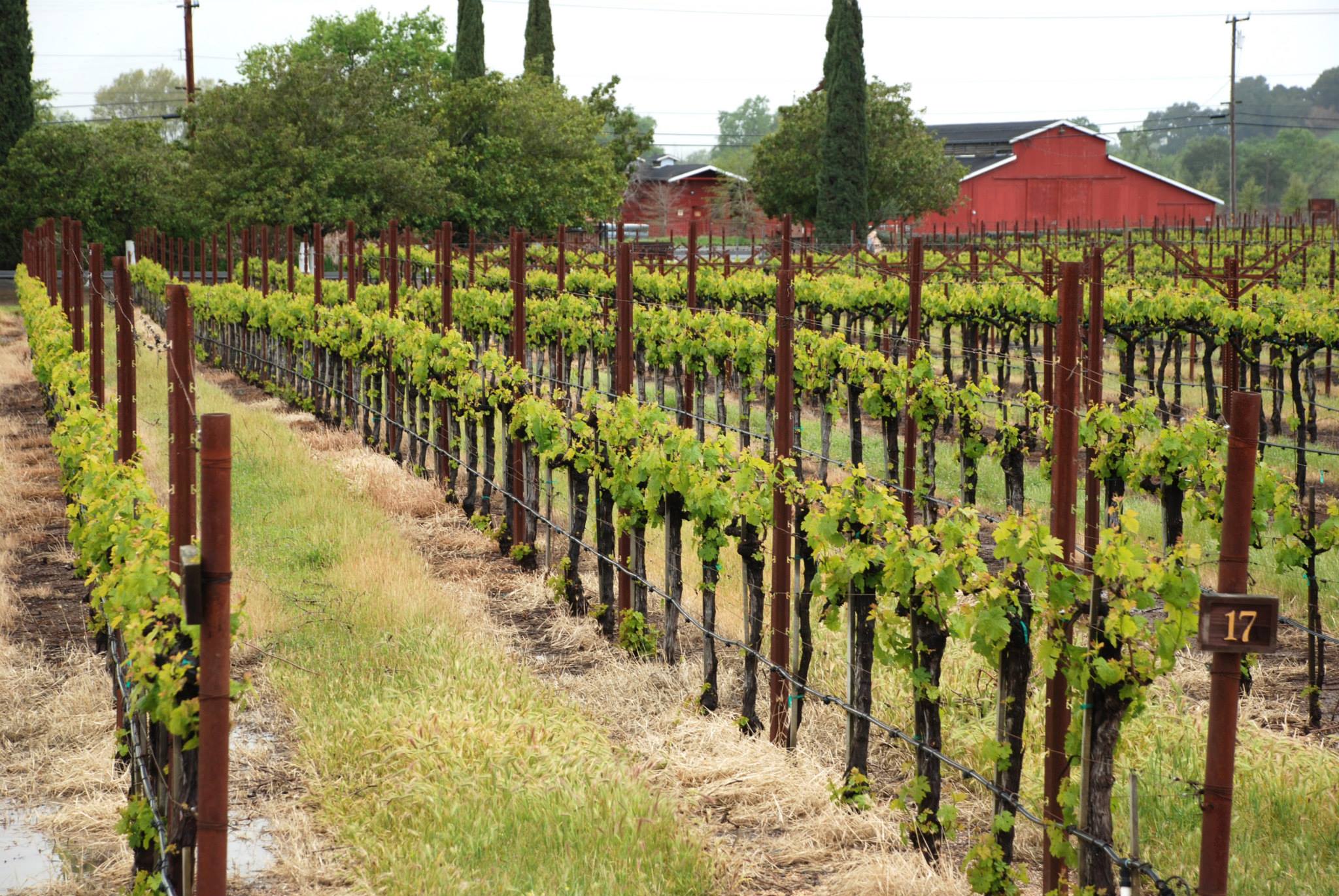Live In The Vineyard pairs the best in music with food & wine – The ...
